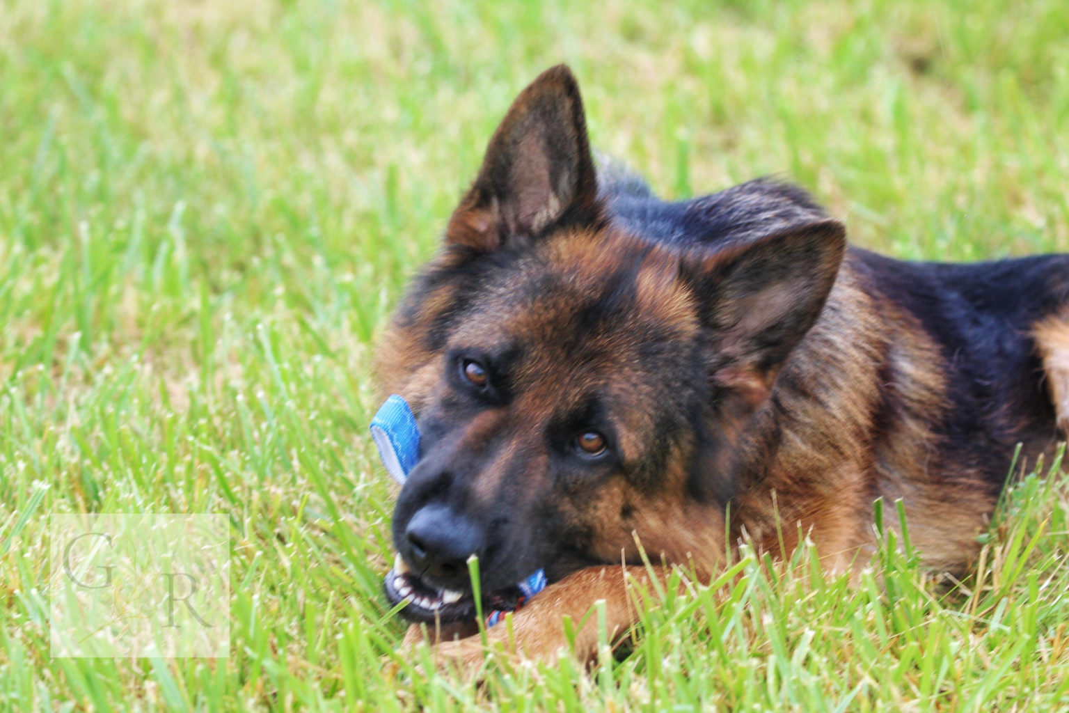 Maryland German Shepherds For Sale | German Shepherd Breeders - Maryland