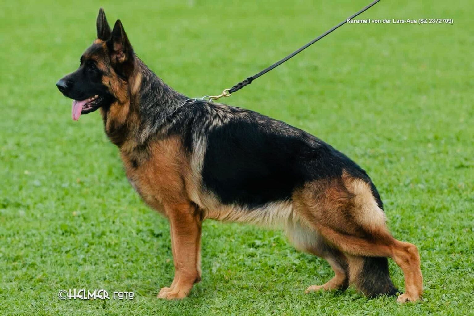 German Shepherd Female Puppies - Golden Ridge Farm