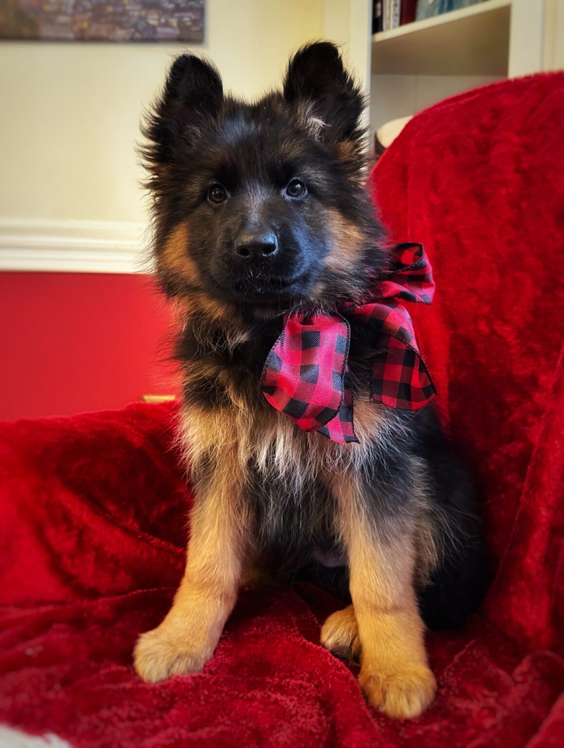 Male German Shepherd Puppy Growth: Stages & Care